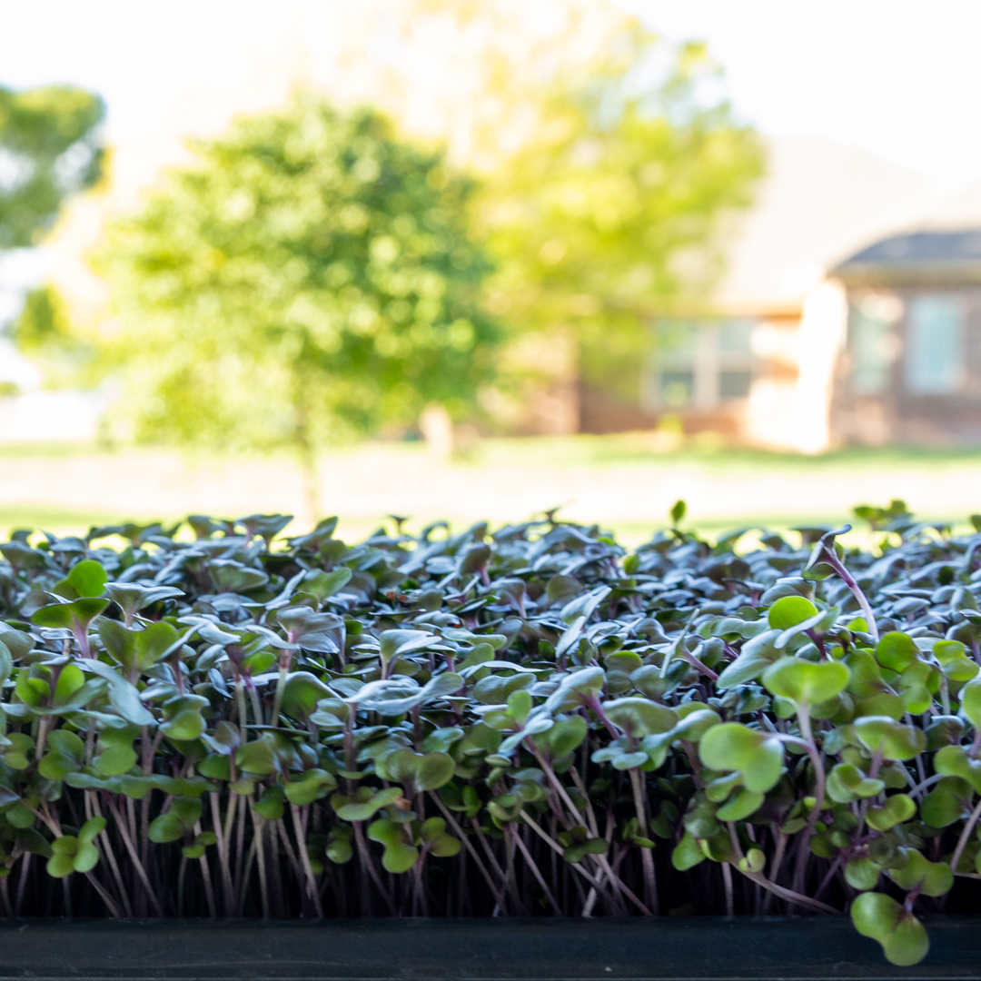 Red Cabbage Microgreens: A Nutritious Powerhouse - Dawn Farm